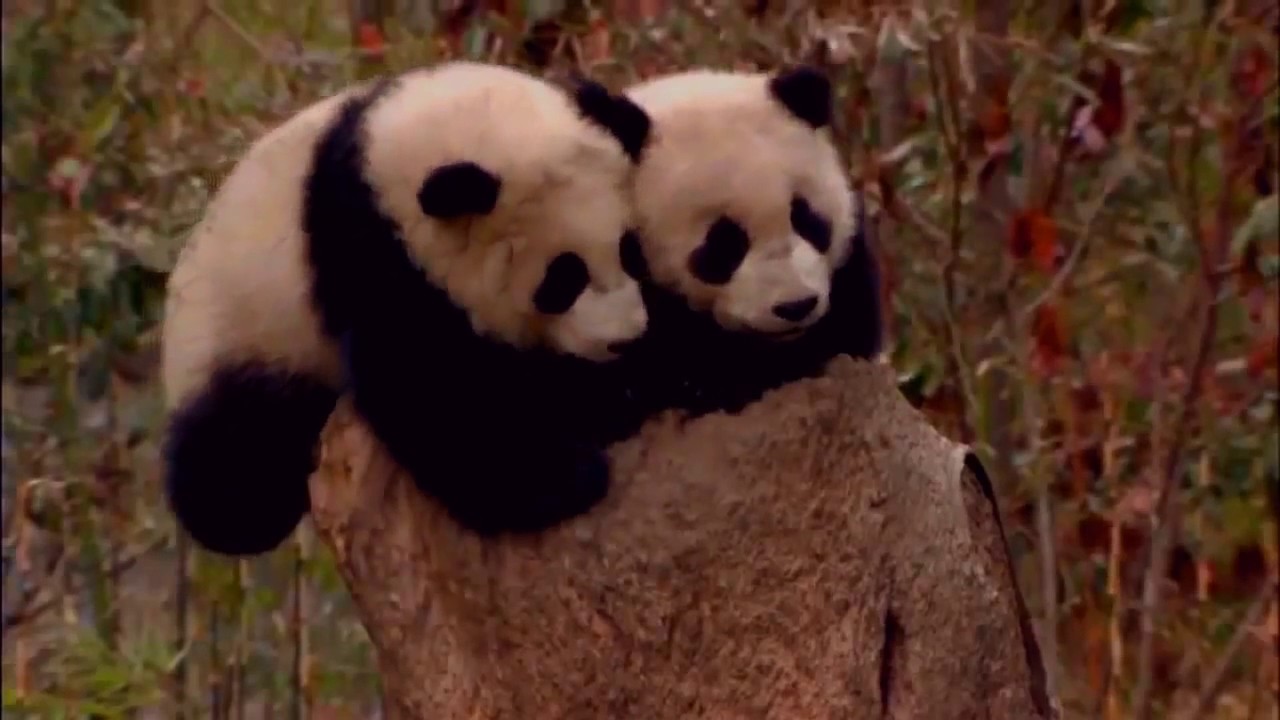 National Geographic Life of Panda Wildlife Animal Documentary HD - YouTube