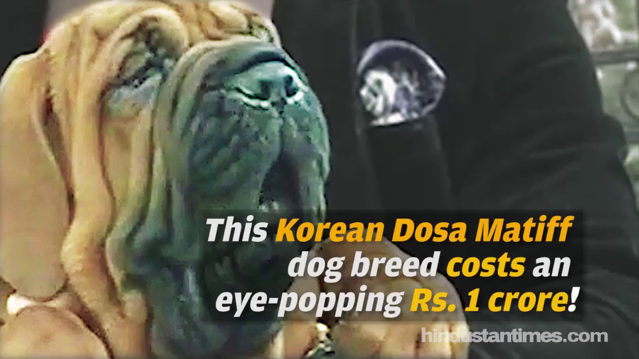 CADABOM'S THIS KOREAN DOSA MASTIFF DOG BREEDER COSTS AND EYE-POPPING RS ...