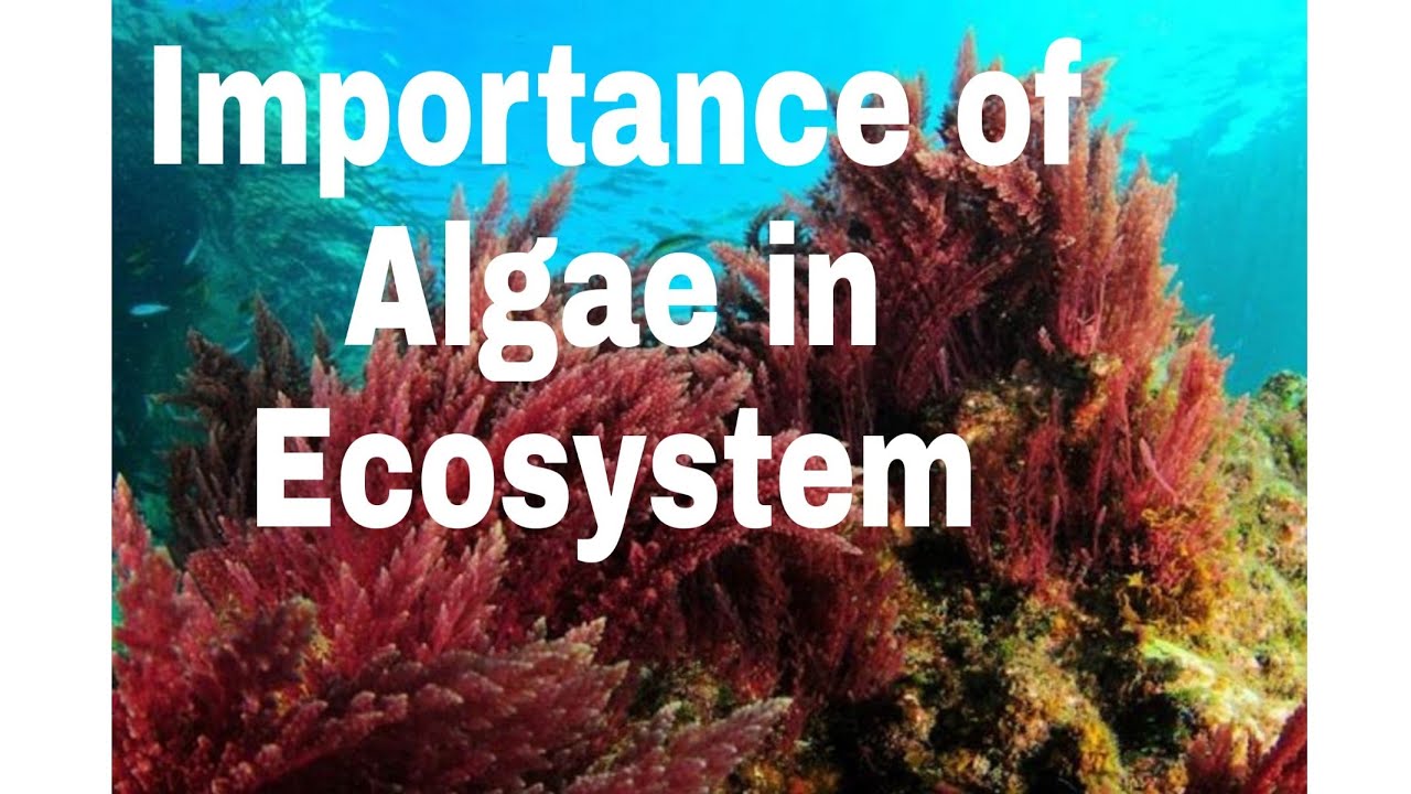 Importance of Algae in ecosystem , Uses of algae / why algae is ...