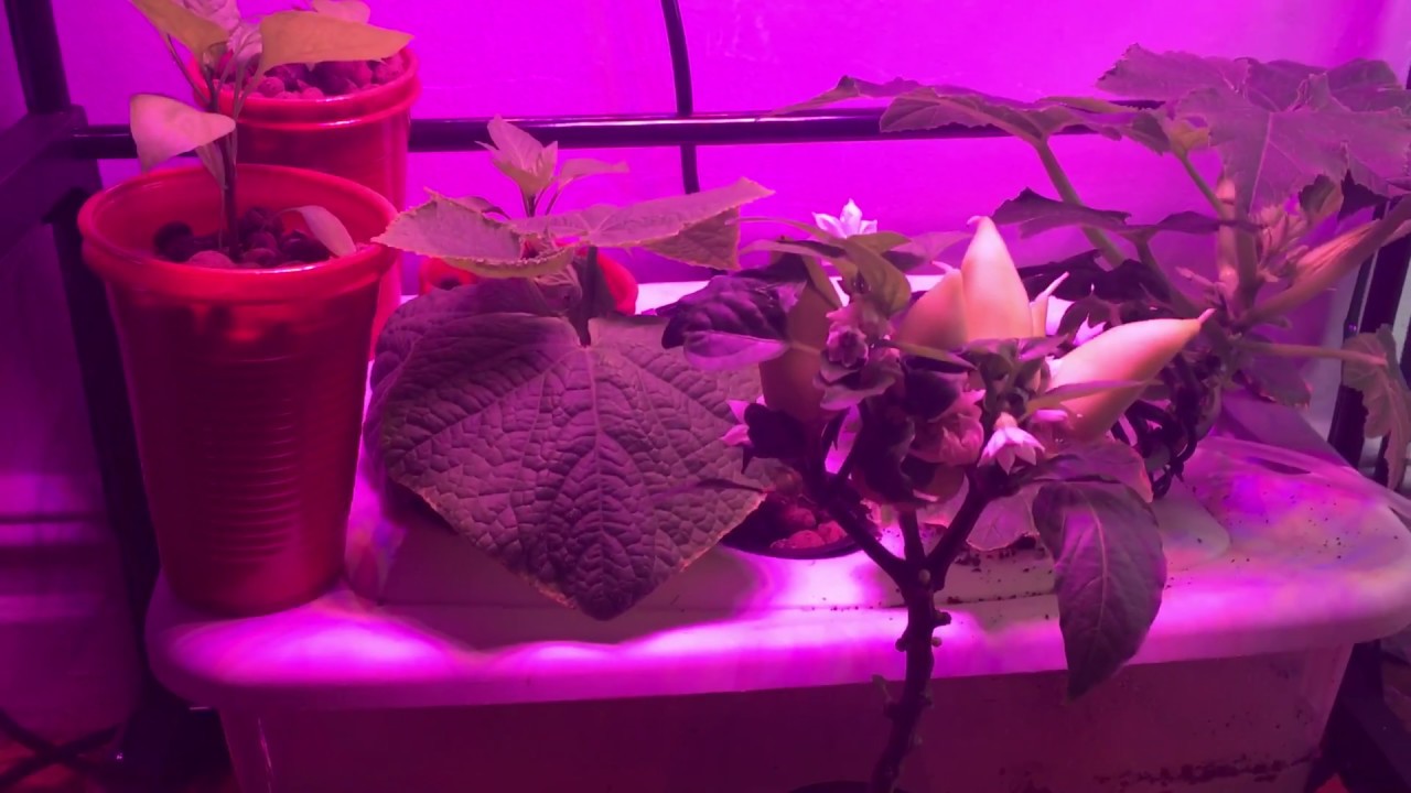 New LED Grow Light - Hydroponic Kratky Grow Room: Almost Ready! - YouTube