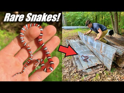 Flipping BIG Tin Stacks for Tiny Colorful Snakes! (Rare Snakes Found ...