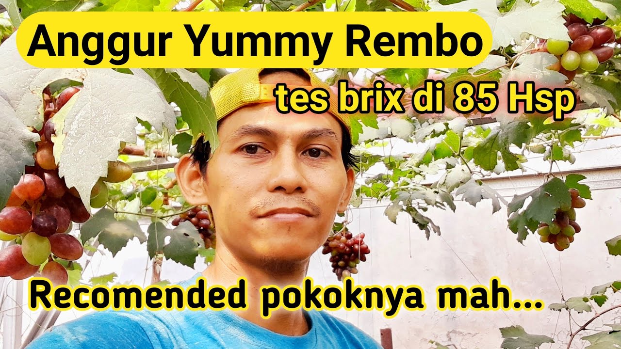 Anggur Yummy Rembo // tes Brix 85 HSp ternyata sangat recomended - YouTube