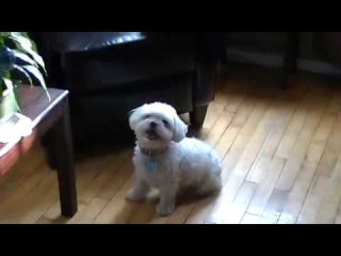 Bipolar Dog! - YouTube