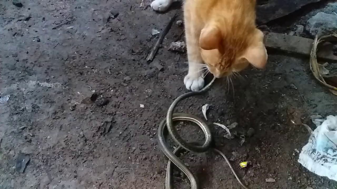 Pertarungan seru kucing vs ular - YouTube