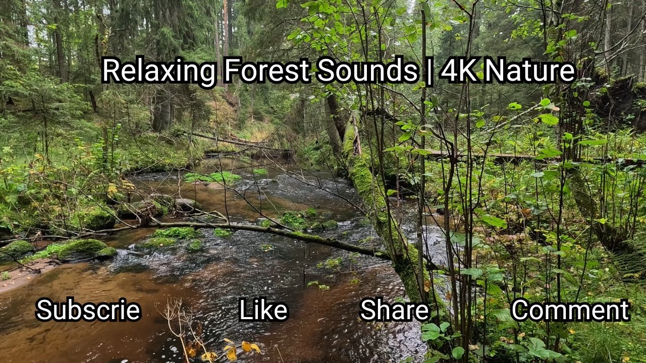 4 Hours of Relaxing Forest Sounds with Birds and River | 4K Nature ...