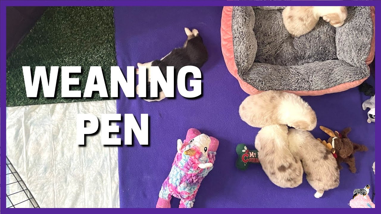 Weaning Pen (Stage 1 after the whelping box) - YouTube