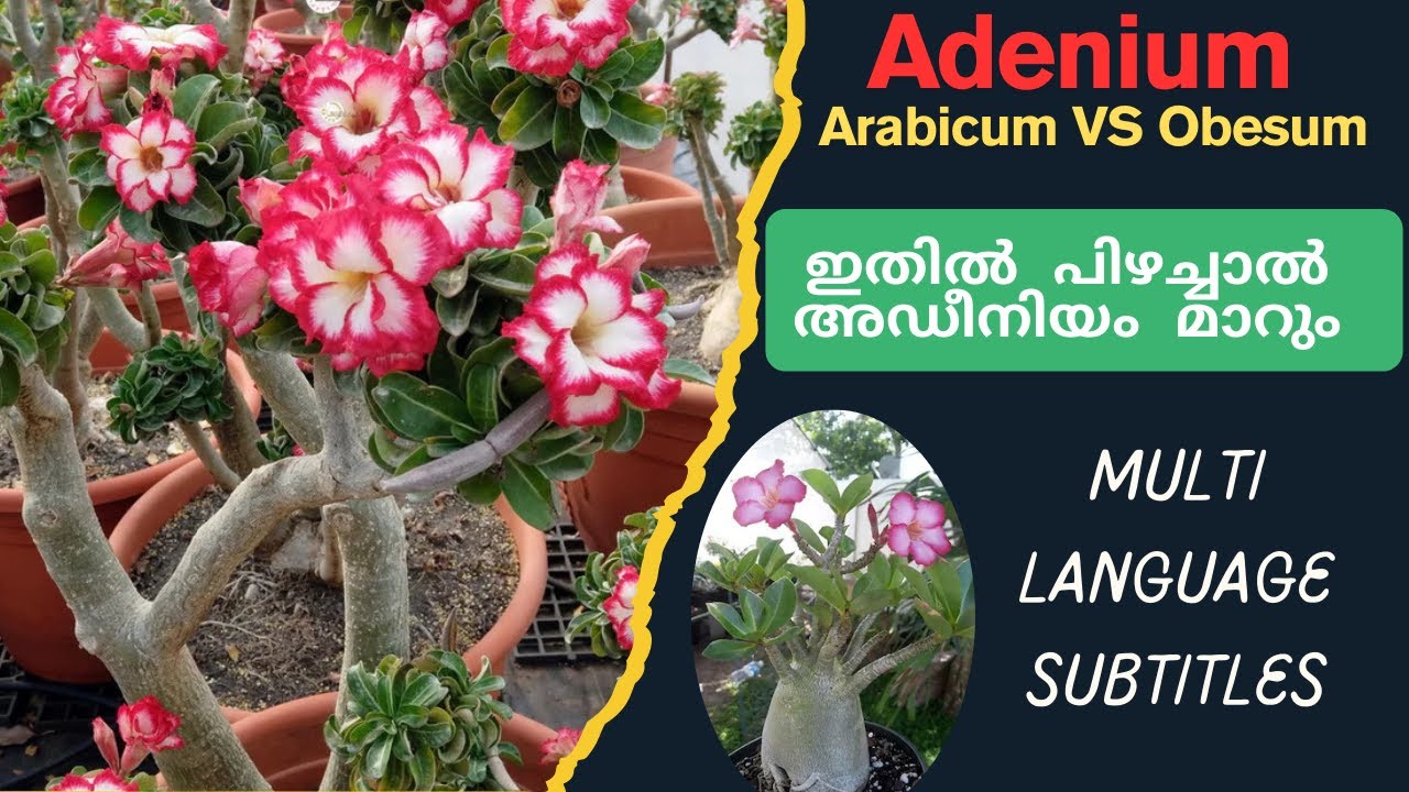 Adenium Arabicum VS Obesum, Know the difference before you buy| ഇതി ...