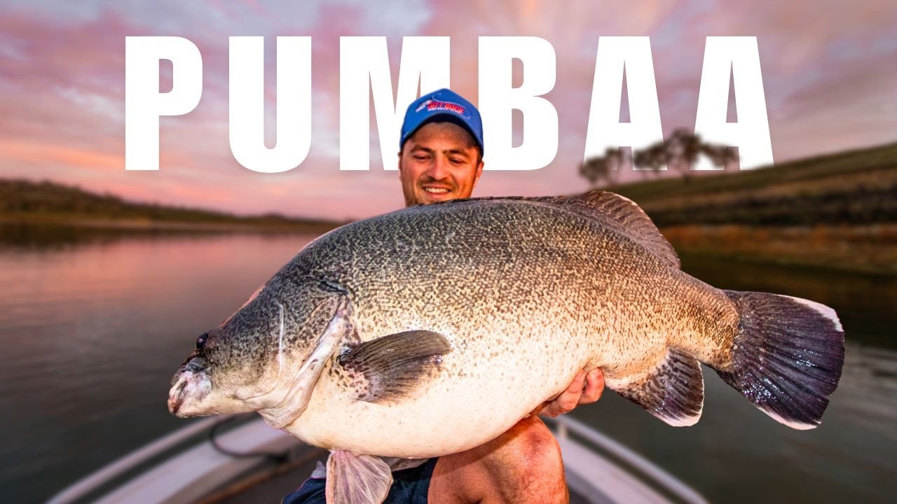 PUMBAA - The Fattest Murray Cod - YouTube