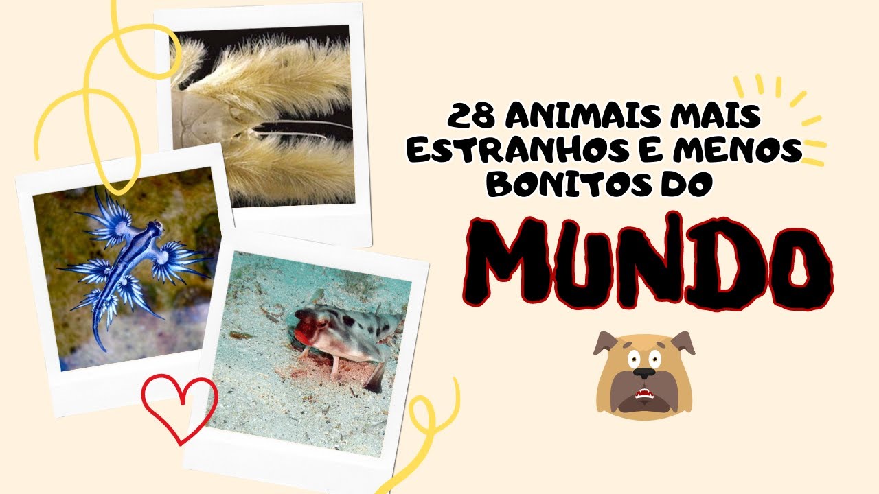 28 Animais estranhos e menos bonitos do Mundo! (parte 1) - YouTube
