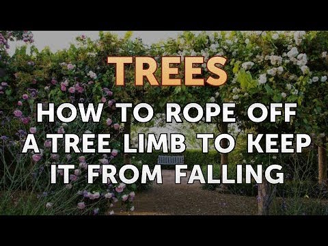 How to Rope Off a Tree Limb to Keep it From Falling - YouTube