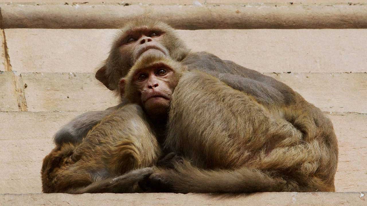 Monkey causes nationwide blackout in Kenya for 3 hrs | वनइंडिया हिन्दी ...