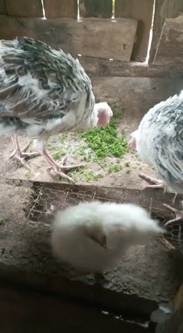 Chicken feeding on Azolla - YouTube