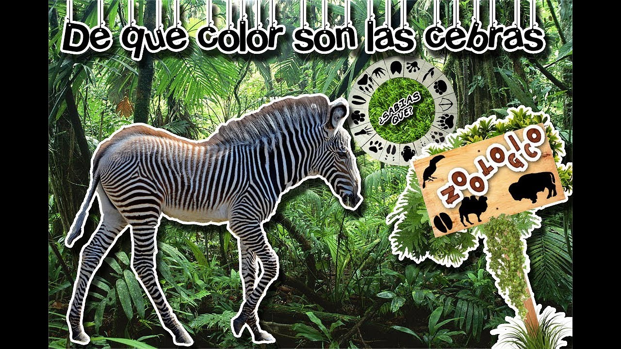 Que color tiene una cebra |El orden de las franjas| (Zoológico virtual ...