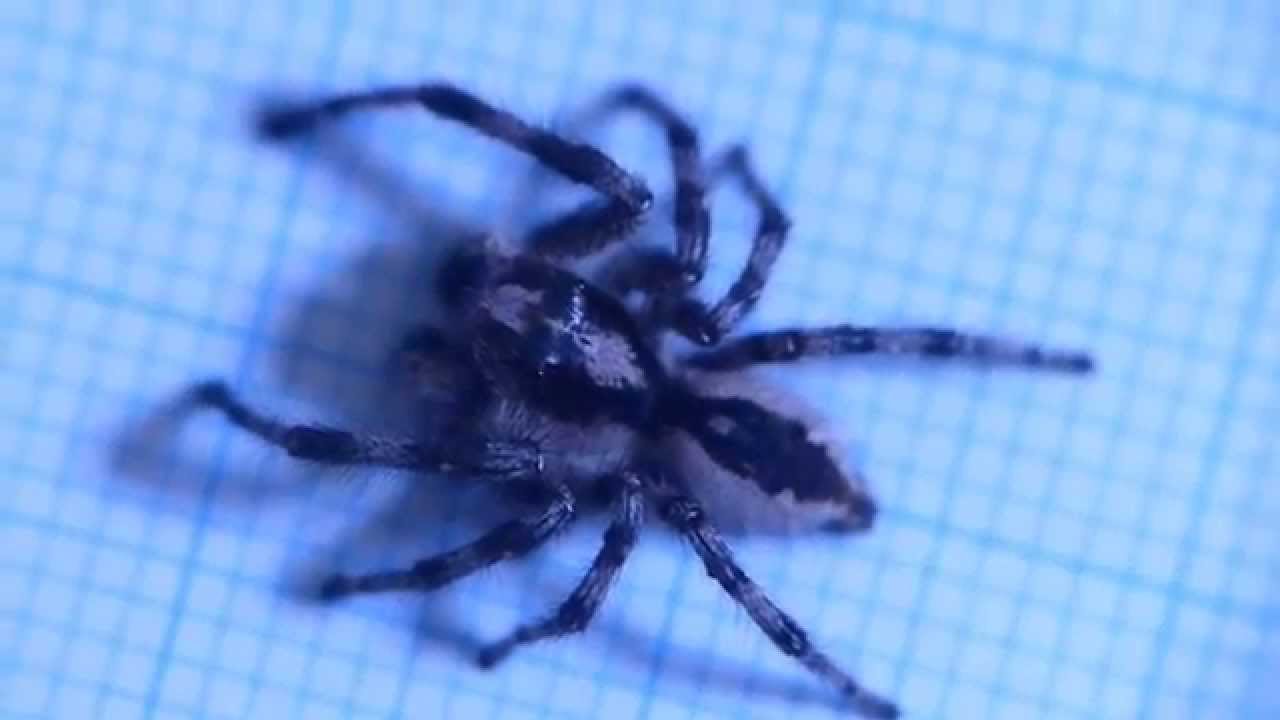 Plexippoides Jumping Spider Turning Around マダラスジハエトリ♂（蜘蛛）の方向転換 - YouTube