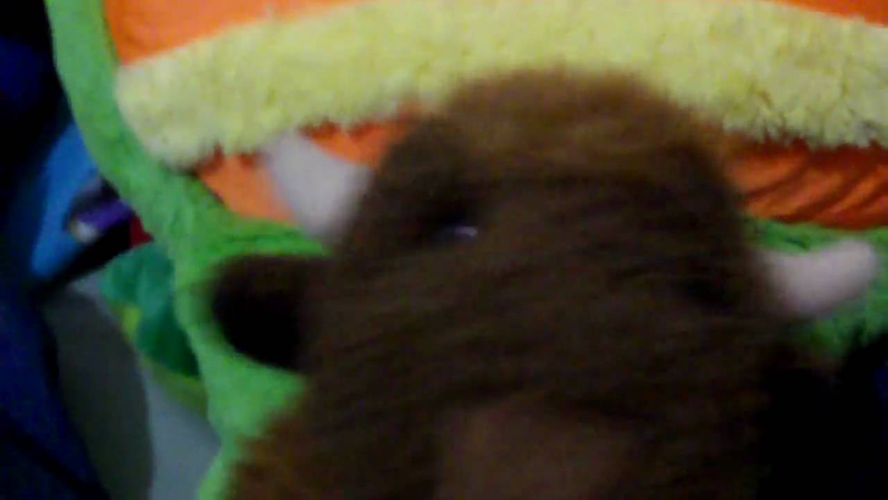 Tuffy Tuffalo and the Stuffed Animals - YouTube