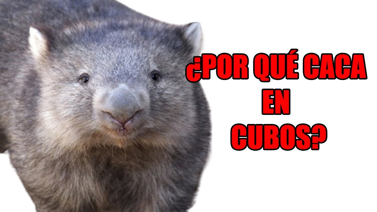 Wombat - El Animal de la Caca Cuadrada! - Mini Documental - YouTube