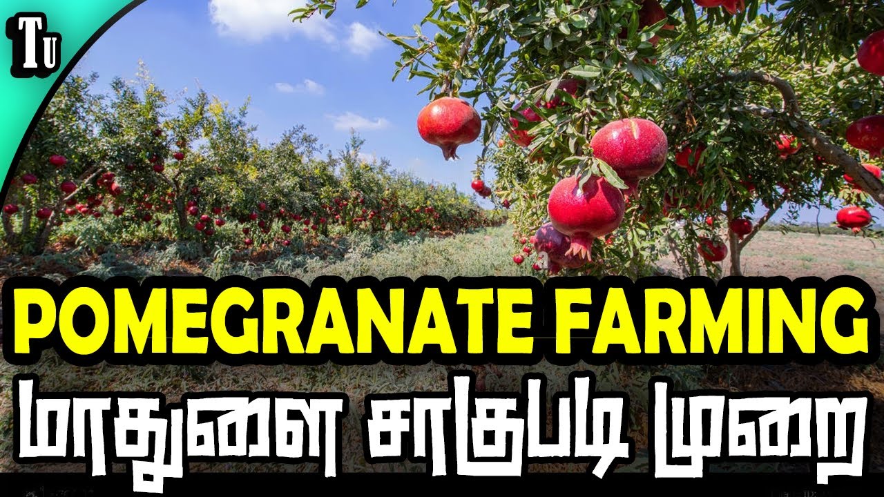 மாதுளை சாகுபடி முறை | பகுதி-1 | pomegranate farming - YouTube