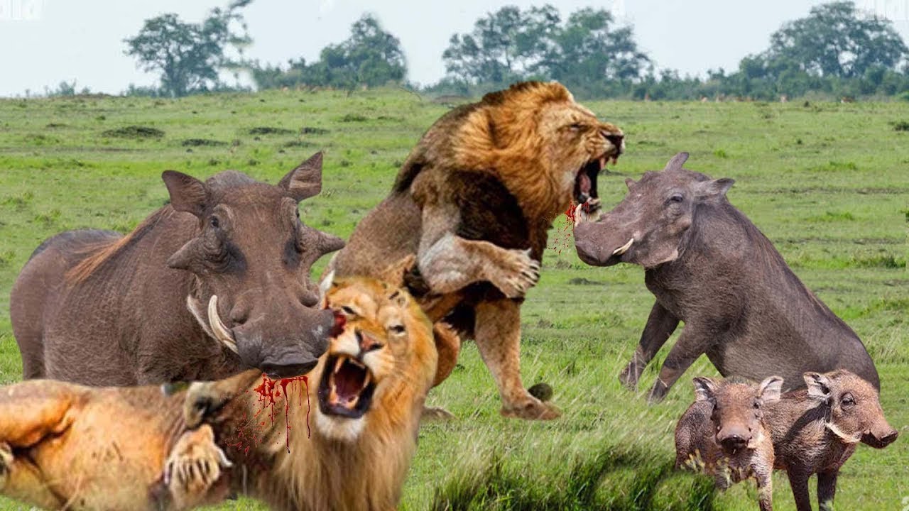 OMG! Clever Warthog Fights Back Lion To Escape. Battle For Survival Lion Vs Warthog - YouTube