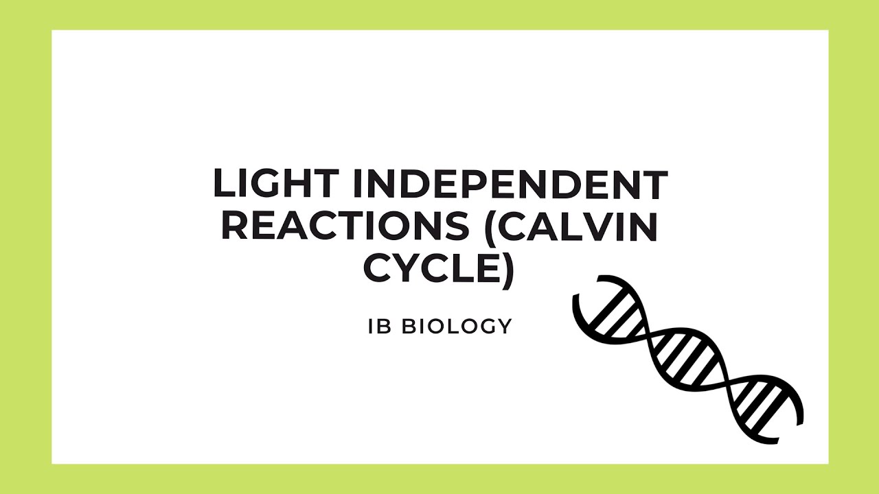 IB Biology: Light Independent Reactions (Calvin Cycle) - YouTube