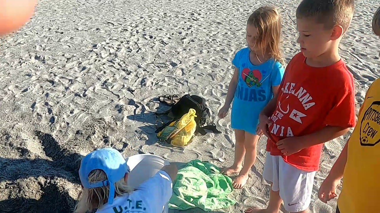 Discovery of Turtles - YouTube