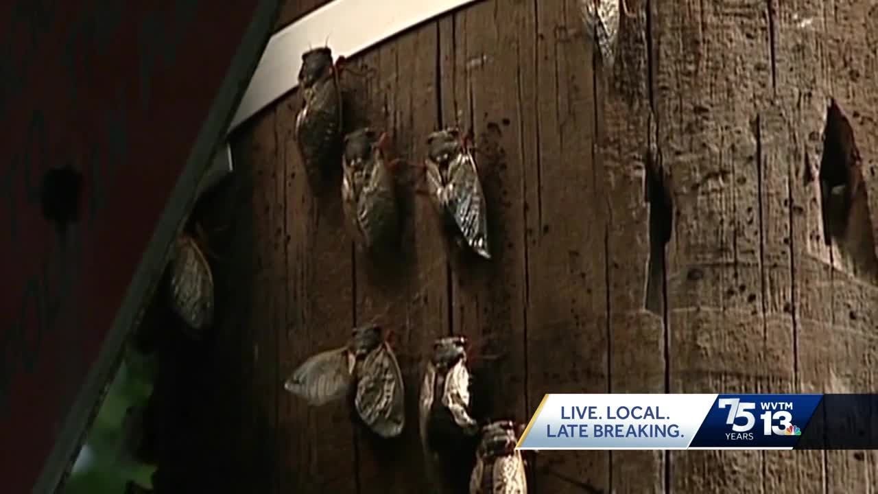 Cicadas could turn into 'zombies' because of STD - YouTube