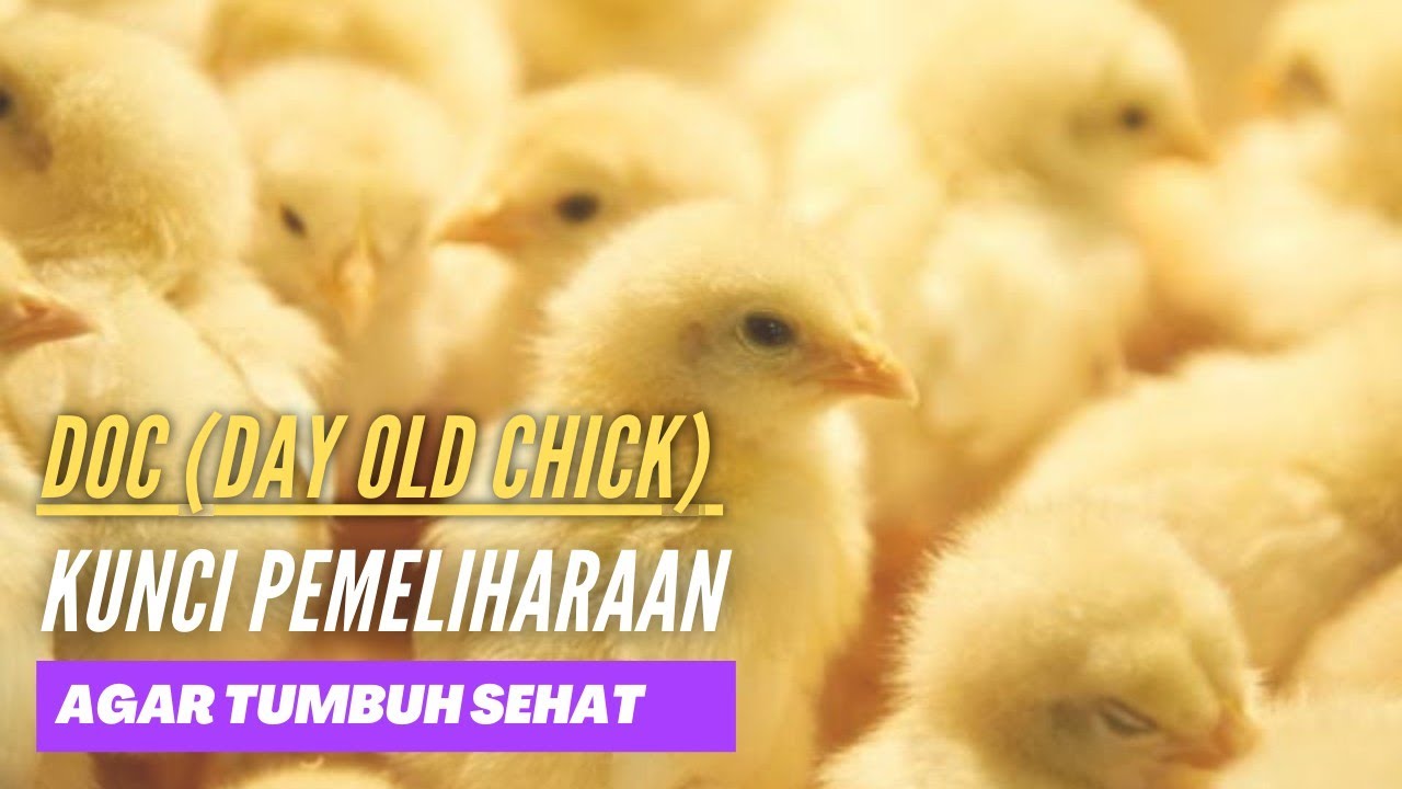 7 Ciri DOC ayam broiler yang berkualitas bagus pada Peternakan ayam ...