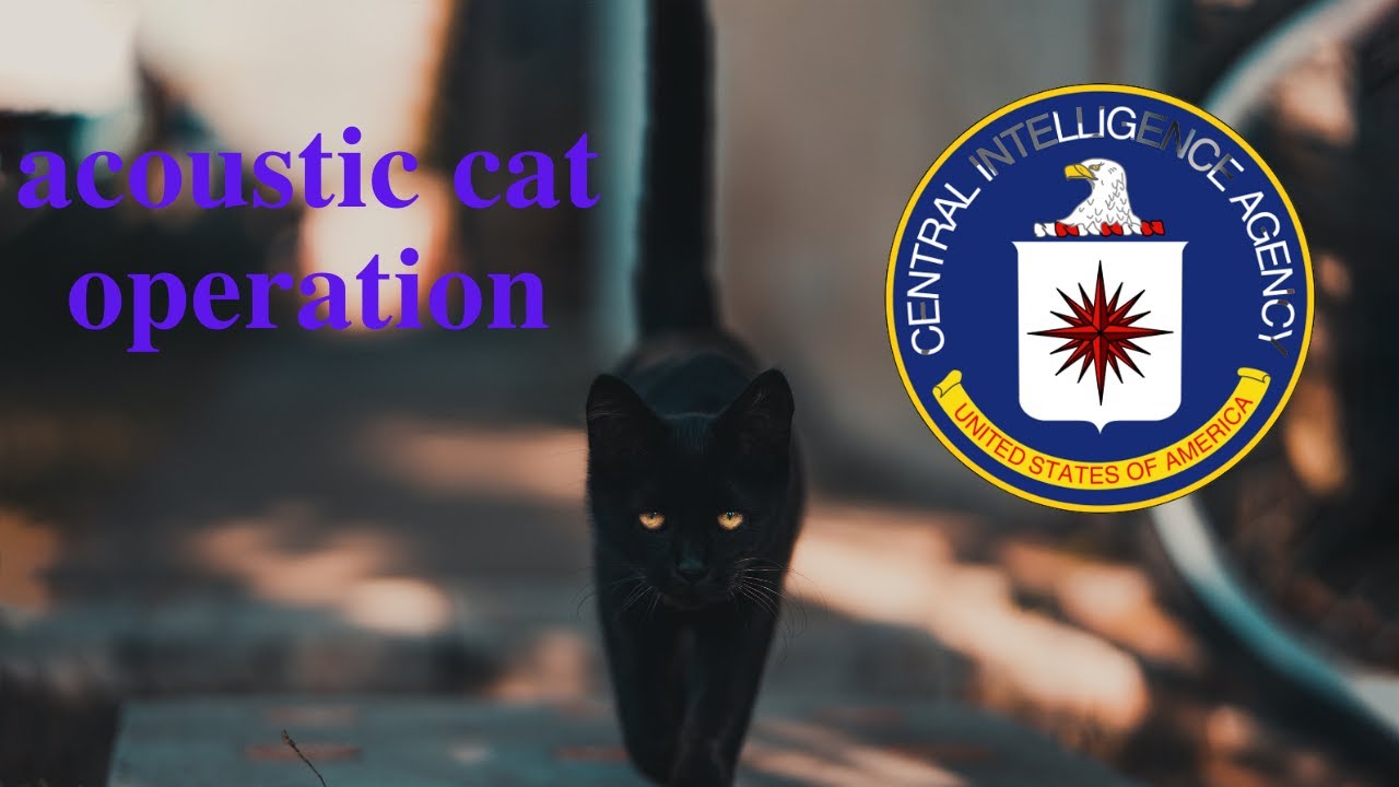 CIA's Bizarre Experiment: The Acoustic Kitty Project - YouTube