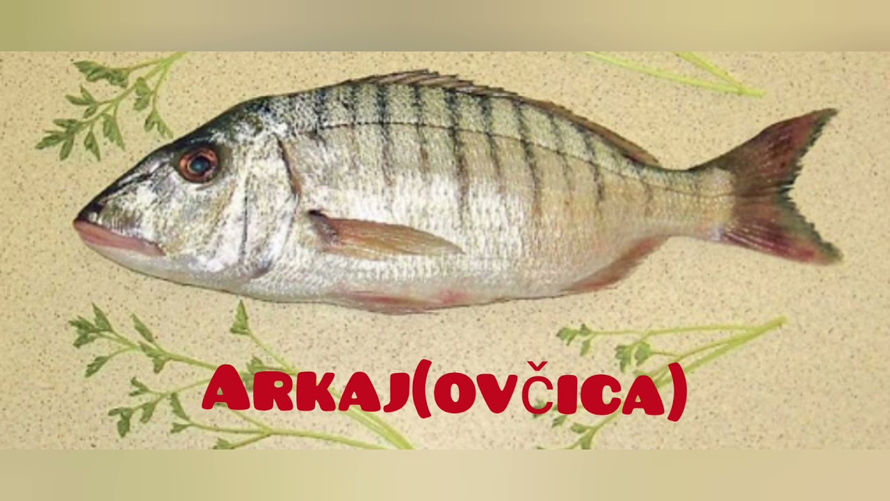 RIBE JADRANSKOG MORA🐟 - YouTube