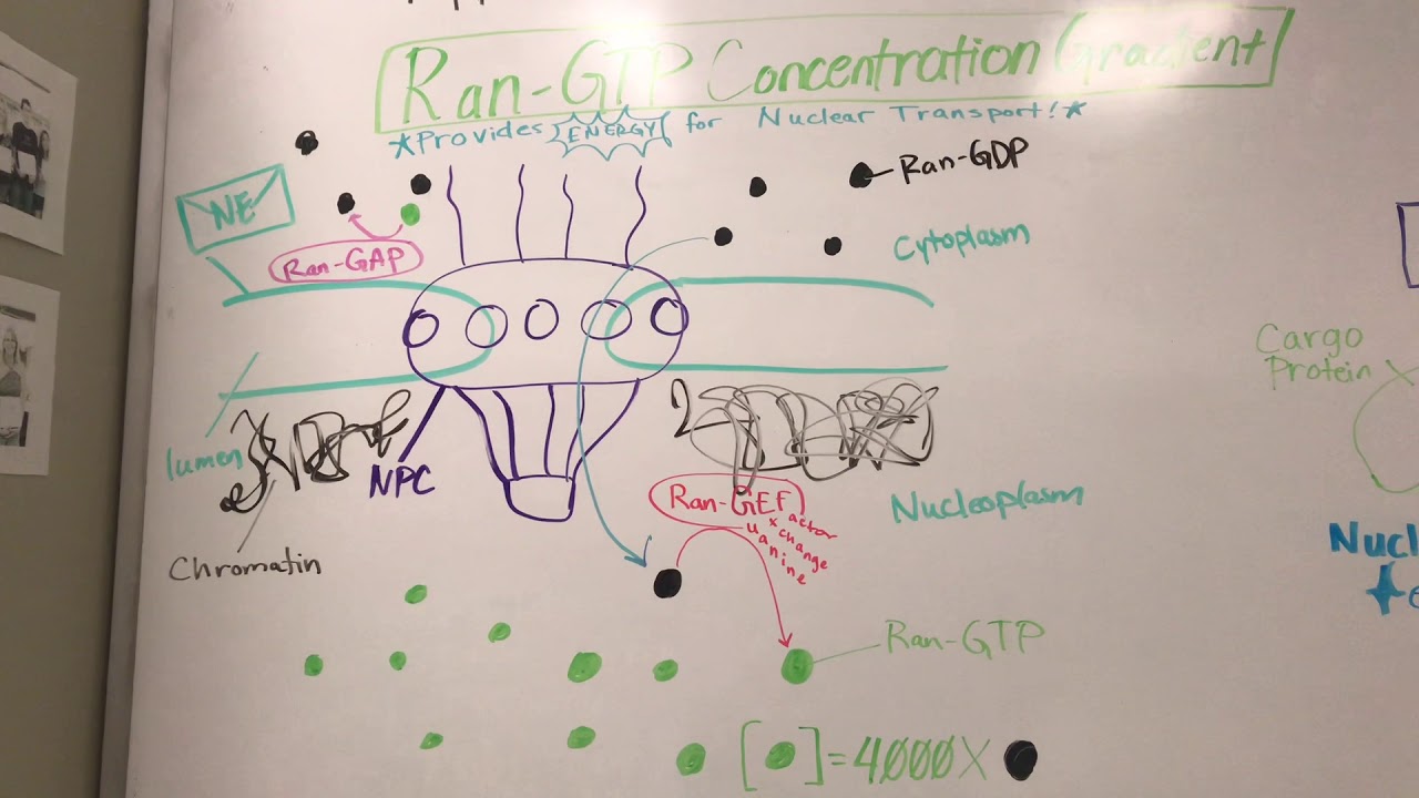 Ran-GTP - YouTube