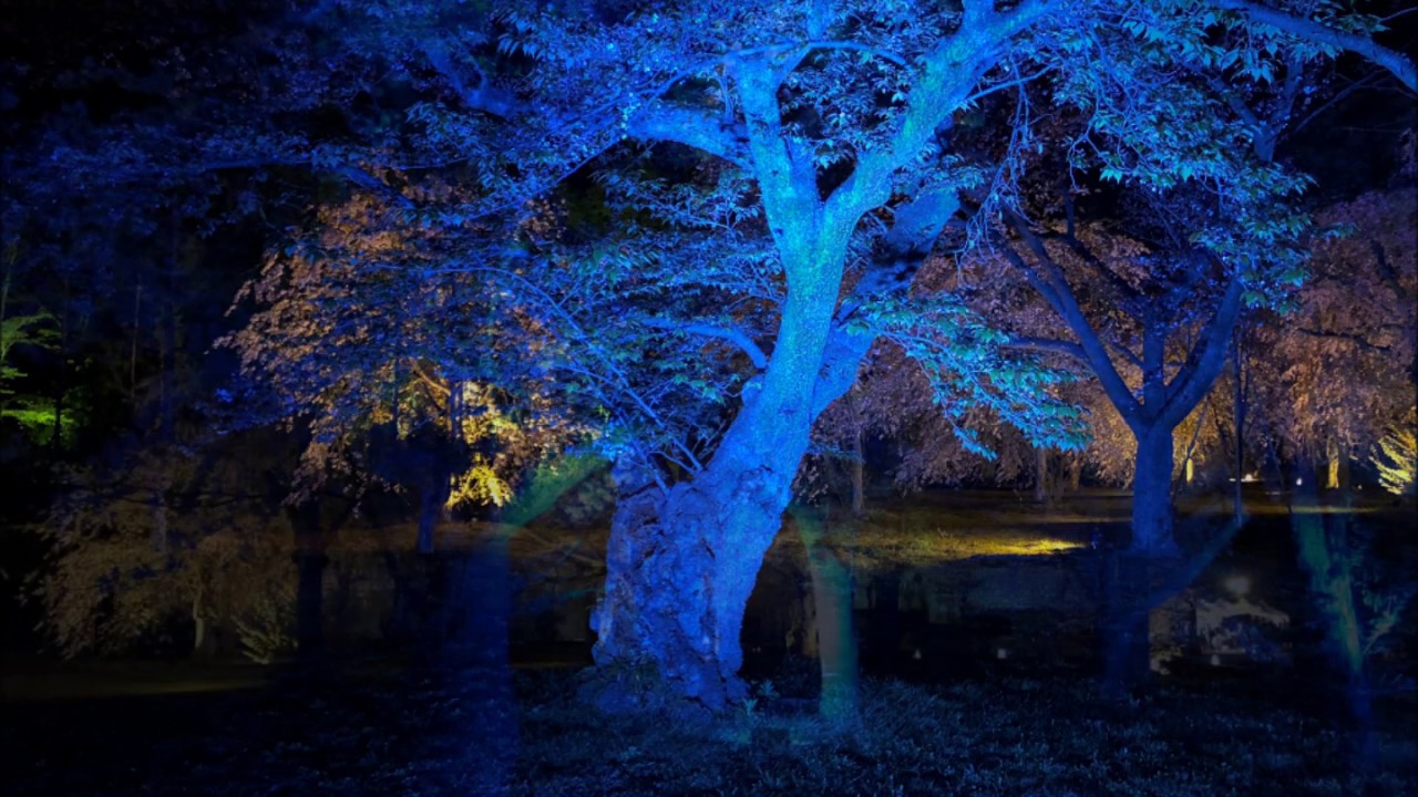 The Slideshow of The Beauty of Motorikyu Nijo Castle at Night - YouTube