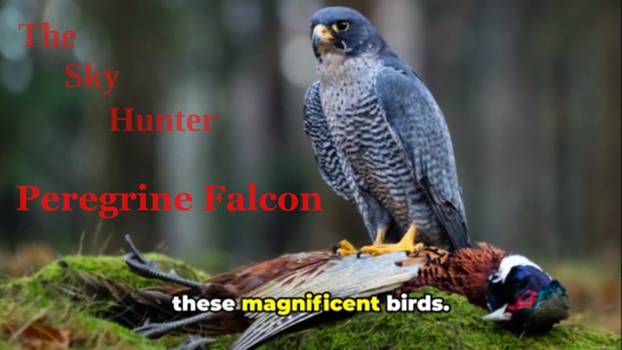 Peregrine Falcon's: The Sky Hunters🦅🌌 - YouTube