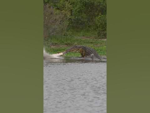 Crocodile Devours Impala in Brutal Display! - YouTube