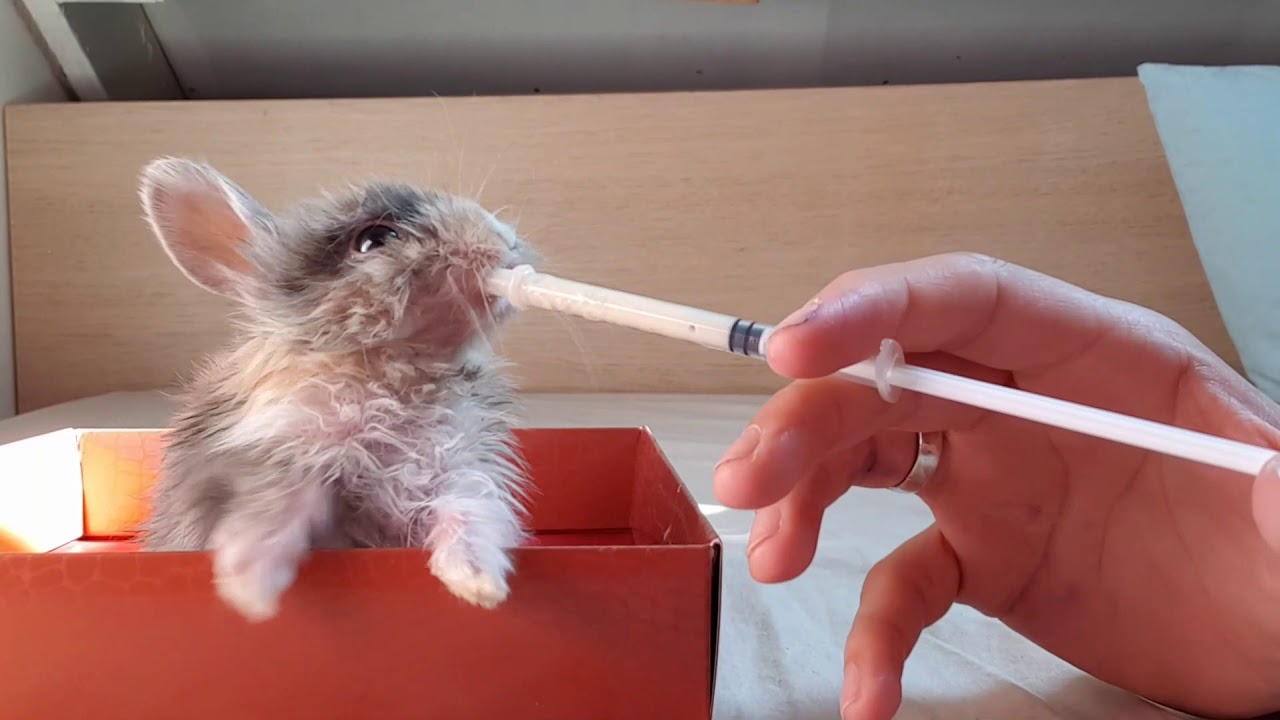 Baby rabbit drinking milk. - YouTube