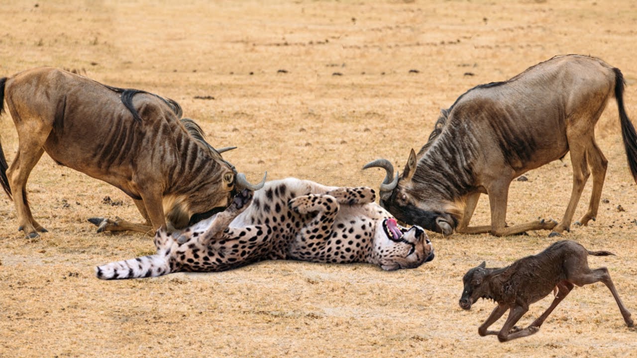 Moment Of Horror Of Predators - Wildebeest Knock Down Cheetah With ...
