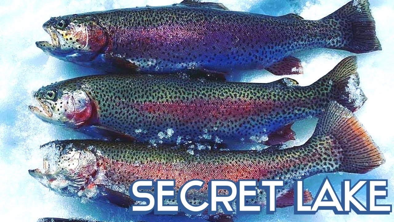 This Lake Holds TROPHY Rainbow TROUT!! *Pb rainbow trout caught* - YouTube
