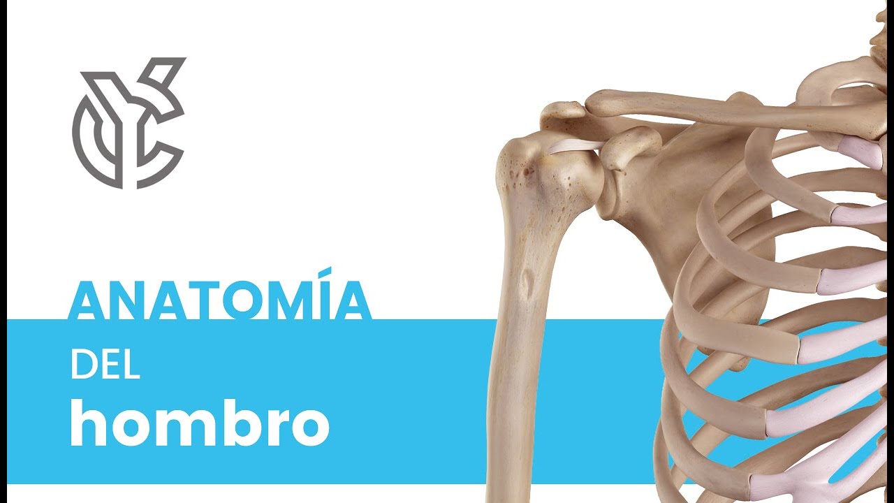 Anatomía de hombro - YouTube