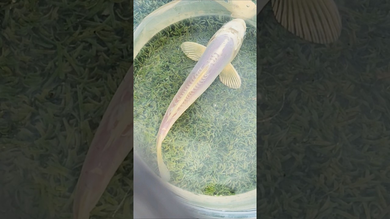Platinum Doitsu Koi from Torazo Koi Farm picked up at inland Koi in CA ...