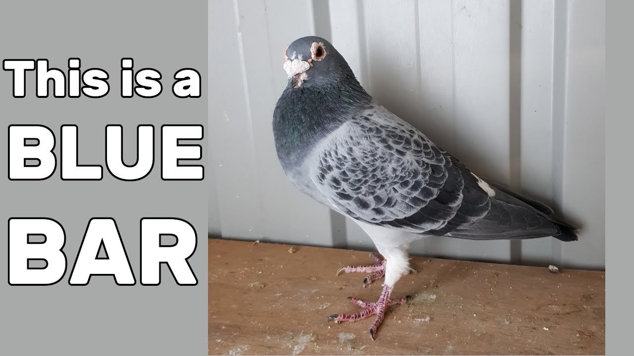 Sooty Staf van Reet Racing Pigeon ("Pencil") - YouTube