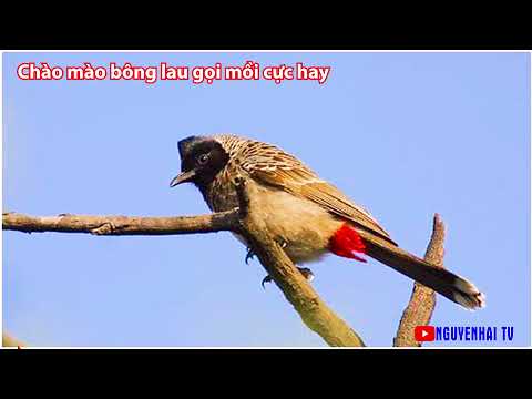 CHÀO MÀO BÔNG LAU GỌI BẦY GIỌNG CỰC HAY