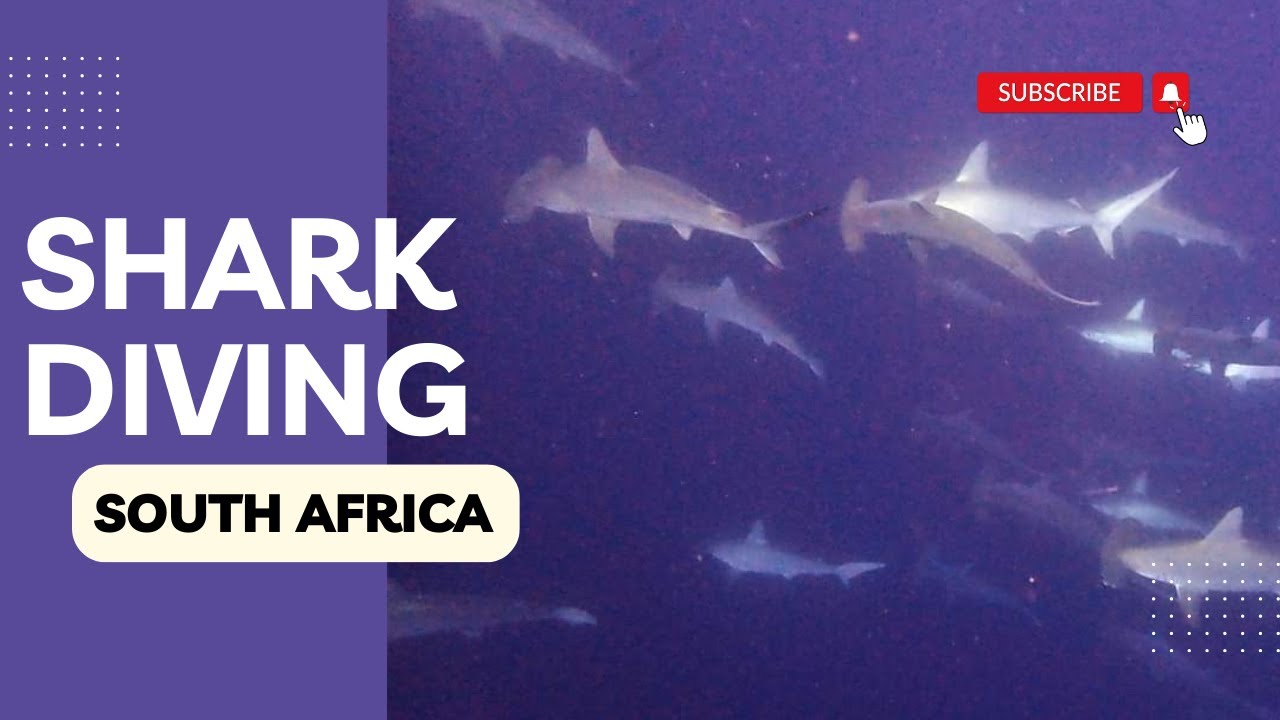 Dive with Sharks, Rays, and Ocean Wonders - South Africa, Protea Banks ...