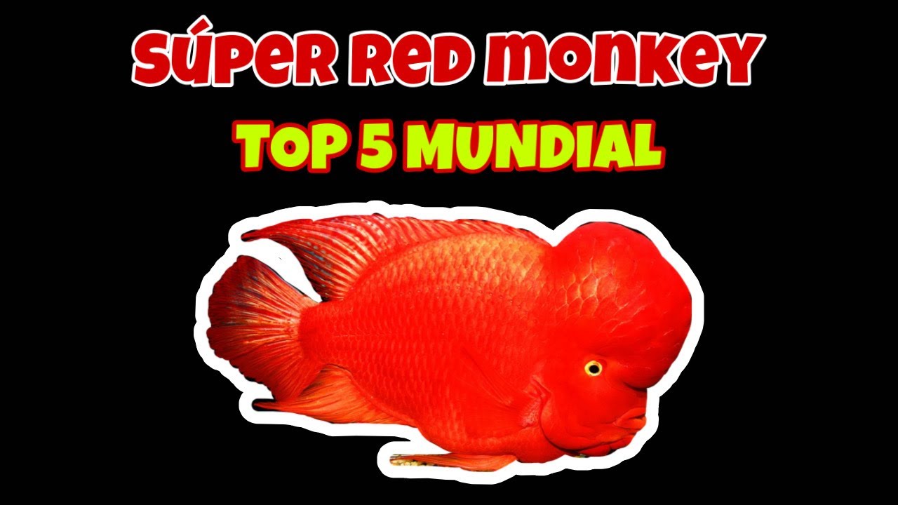 TOP 5 MUNDIAL SUPER RED MONKEY. Los SUPER RED MONKEY más INCREIBLES del ...