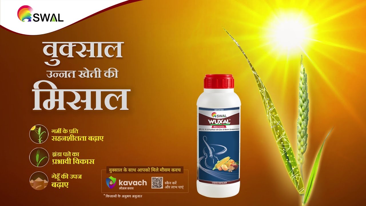 SWAL Wuxal | No heat for Wheat! - YouTube