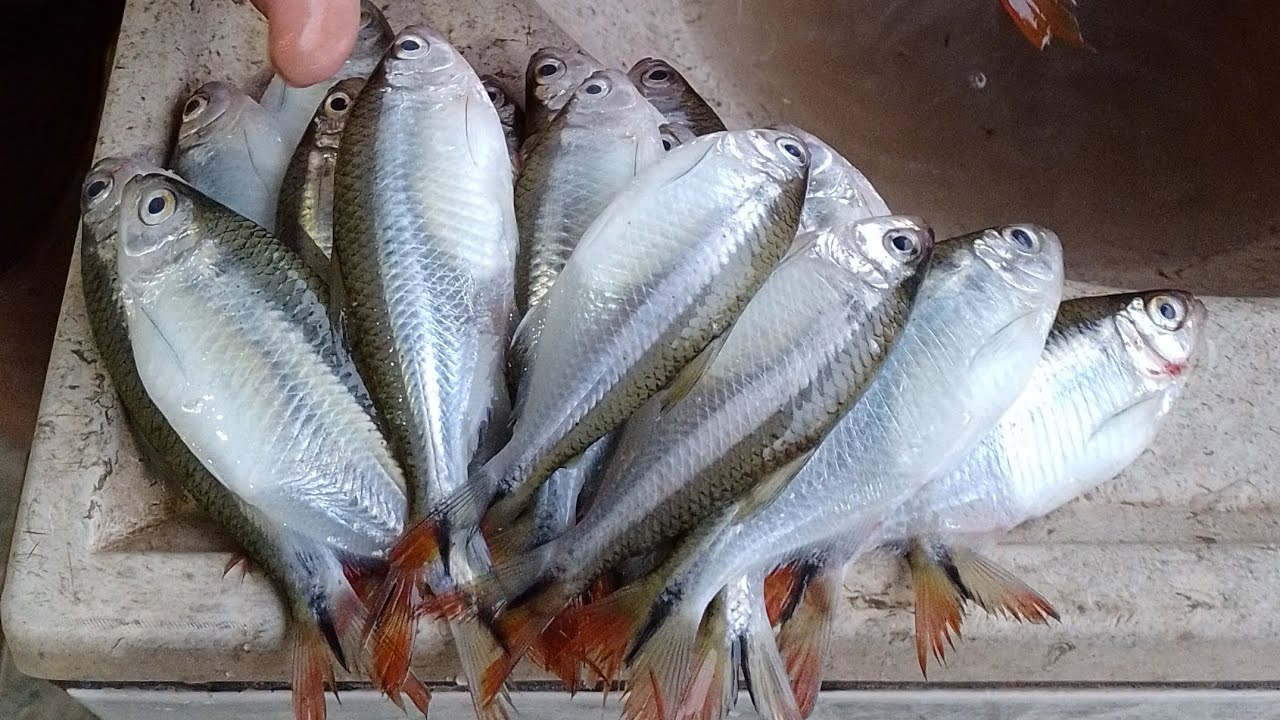 pescaria de lambari rendeu de mais só lambari gigante 🎣 - YouTube