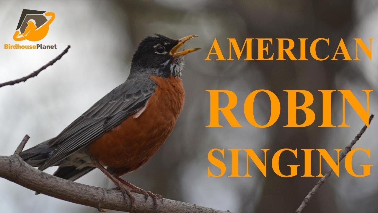 Male American Robin Singing and Whisteling! - YouTube