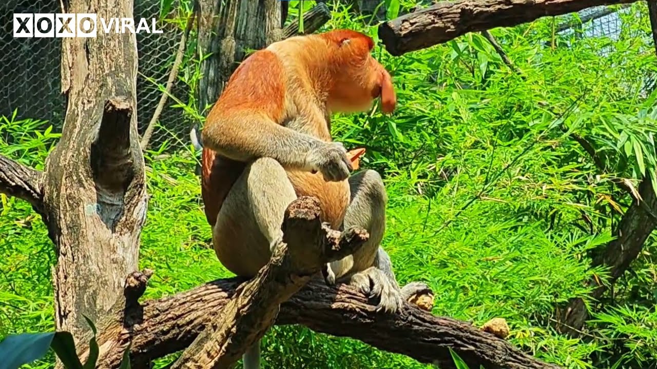 Animal World | Life of Proboscis Monkey, Crocodile, Orangutan, Turtle ...