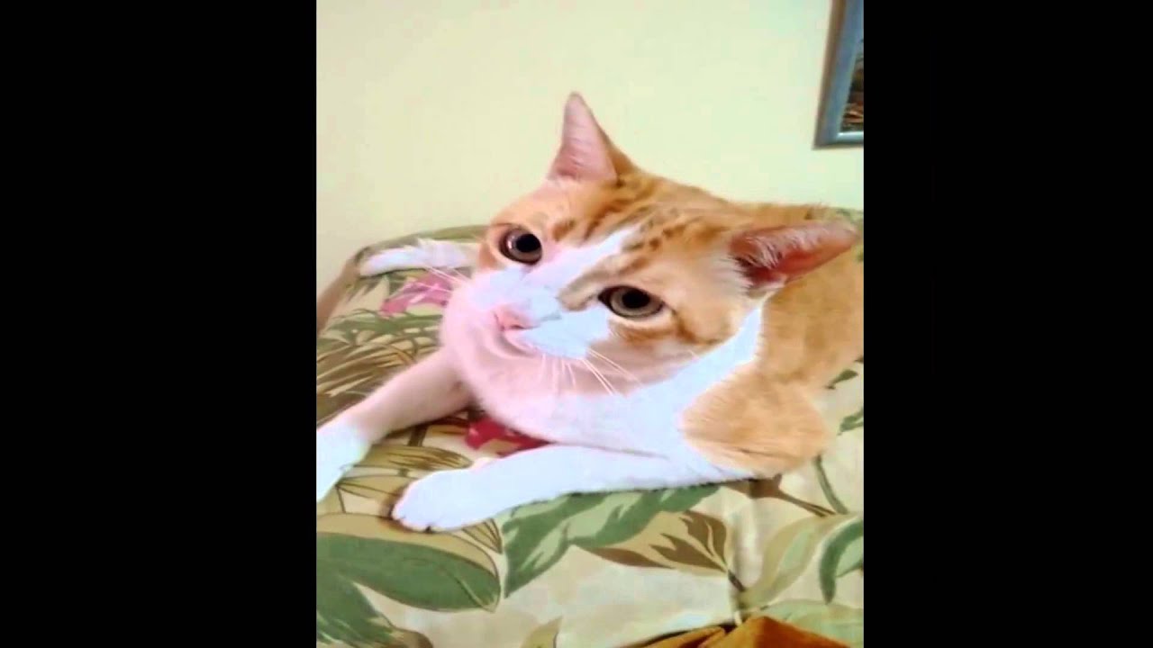 Gato “canta” con su amo y se convierte en viral - YouTube