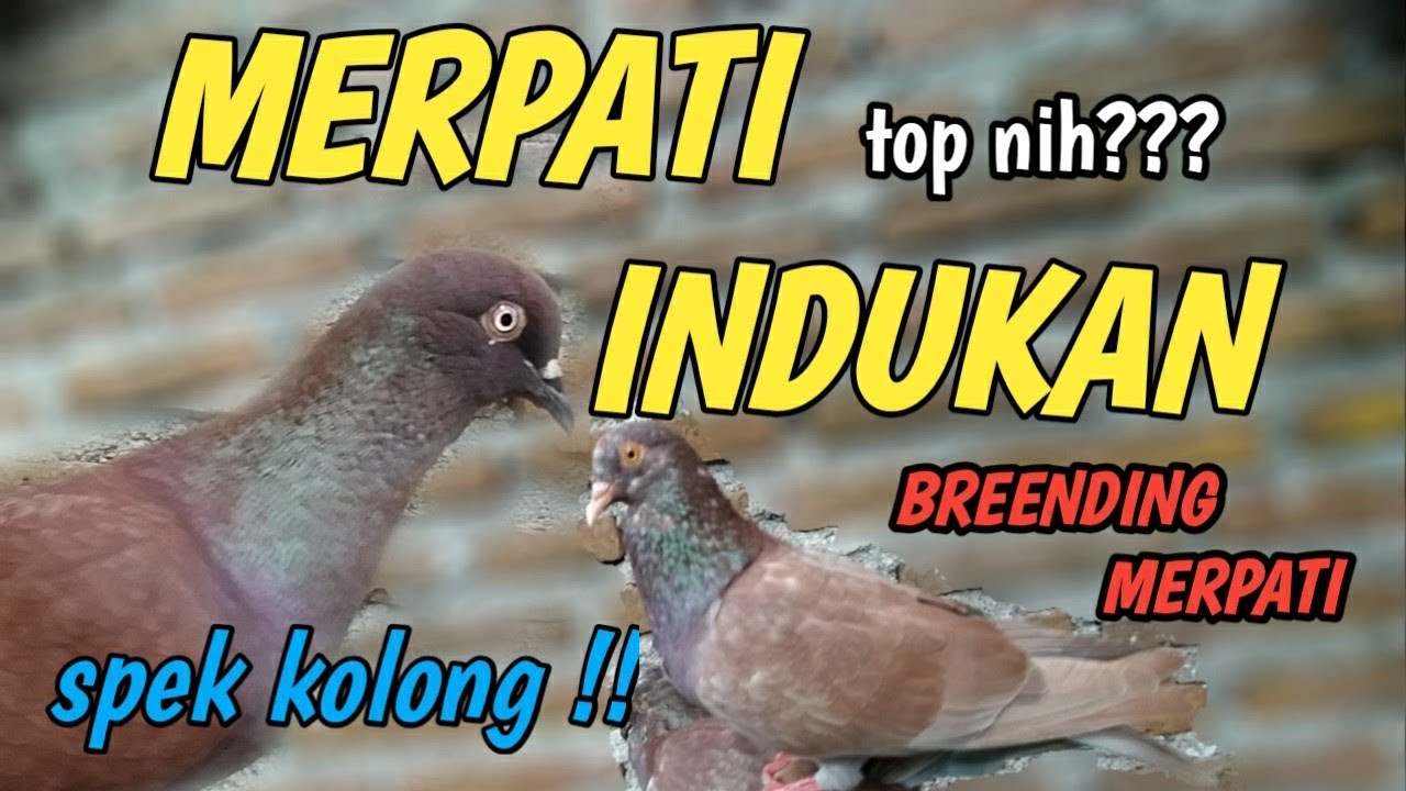 CIRI-CIRI MERPATI INDUKAN YANG BAGUS BUAT DI TERNAK || YouTubers ...