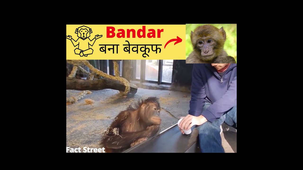 Funny Monkey Reaction When He Sees A Magic Trick // Monkeys Shocked By ...