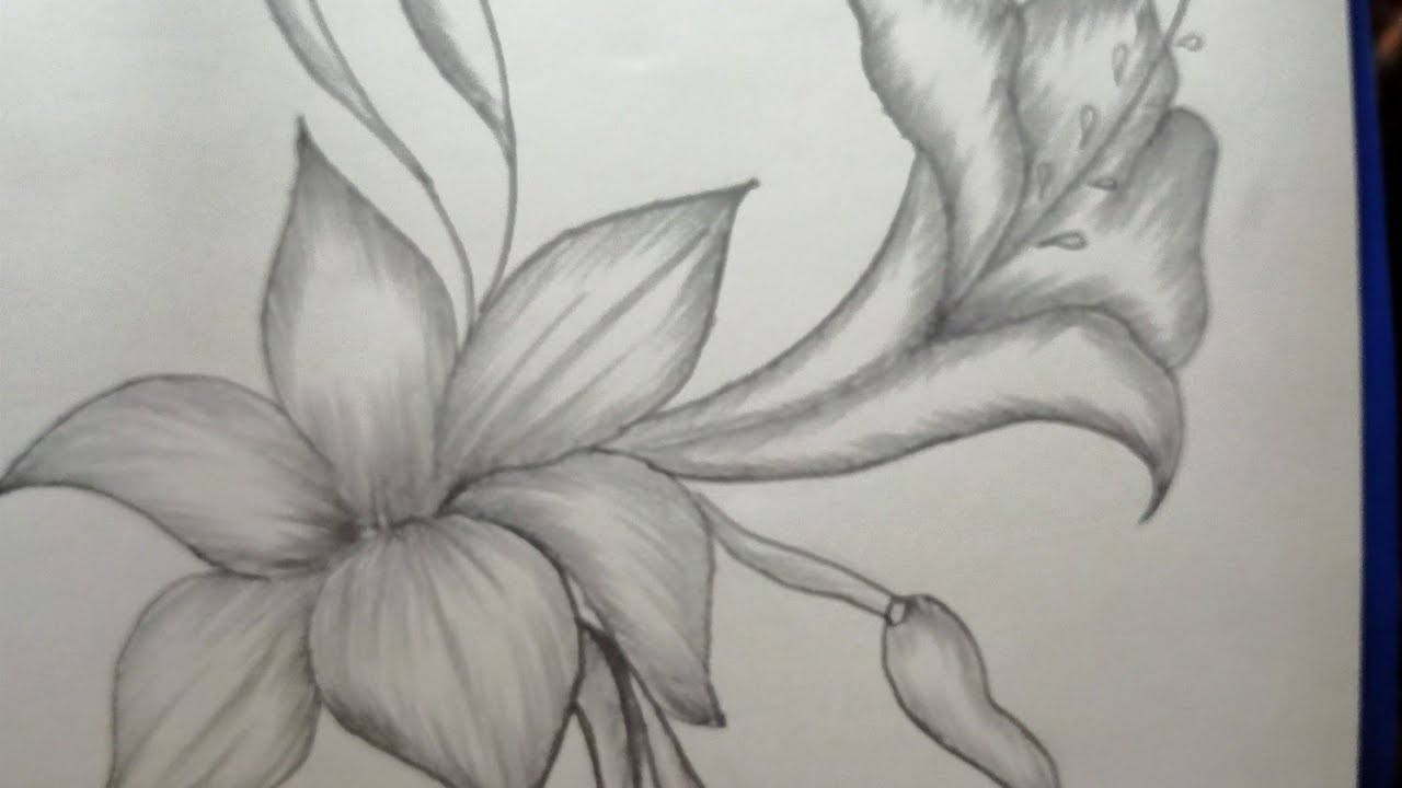 How To Shading Flower With Pencil@gulluanuartacademy4467#drawing# ...