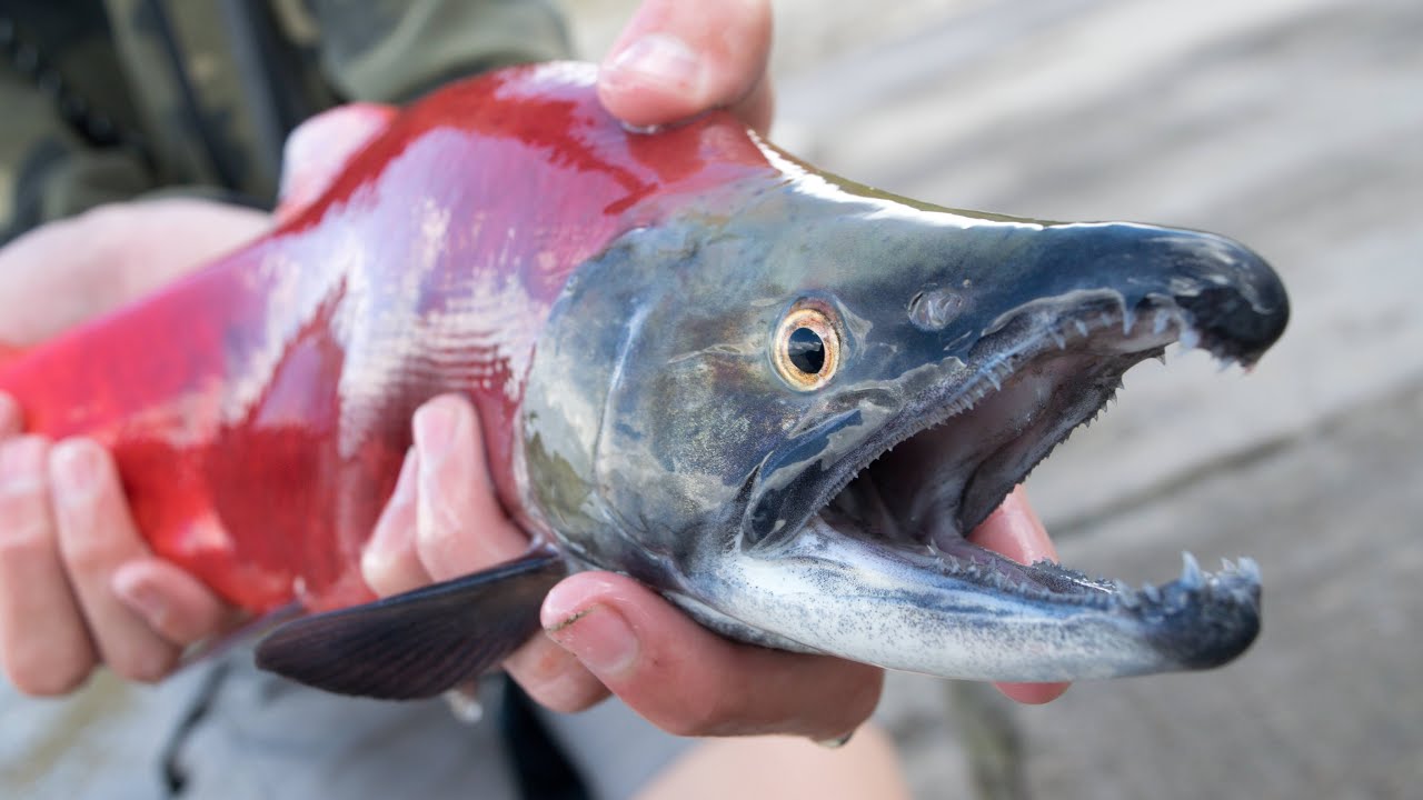 Fishing For BEAUTIFUL Kokanee Salmon at Strawberry Res 2021 - YouTube